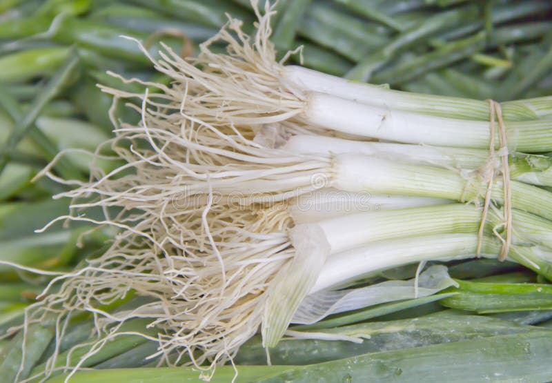 Groene ui stock foto. Image of kruidenierswinkels, groen - 35720228