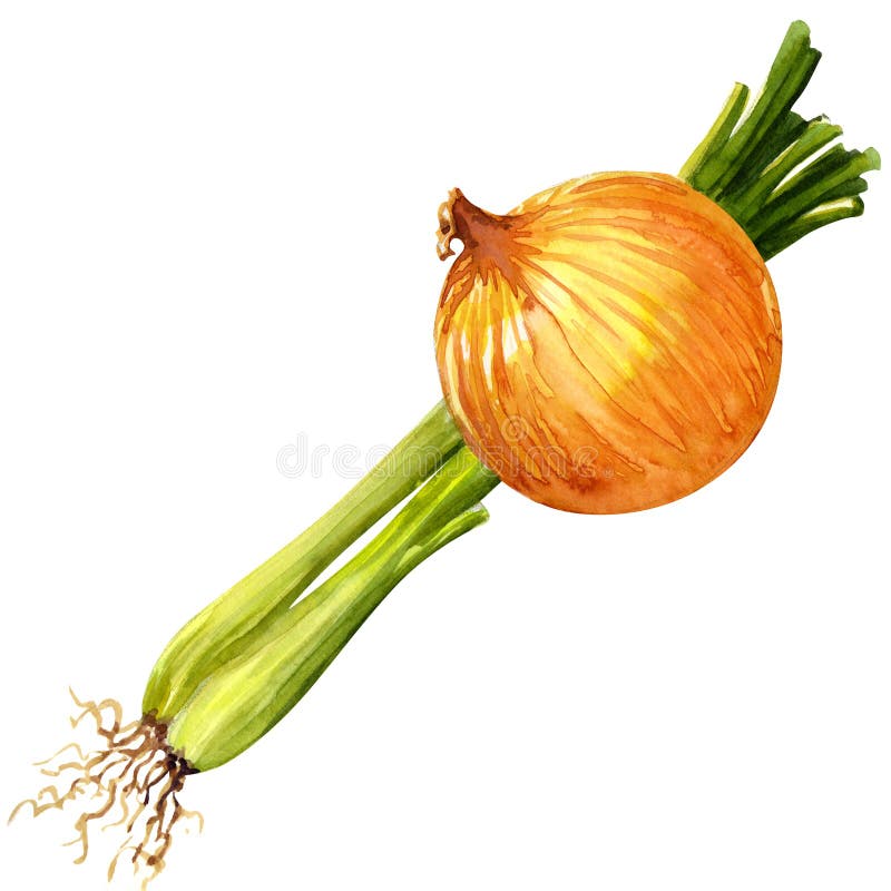 Groene ui stock illustratie. Illustration of penseelstreek - 36893551
