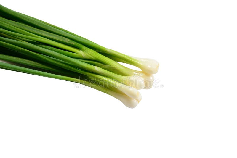 Groene Ui stock foto. Image of versheid, eten, voorwerpen - 38503574