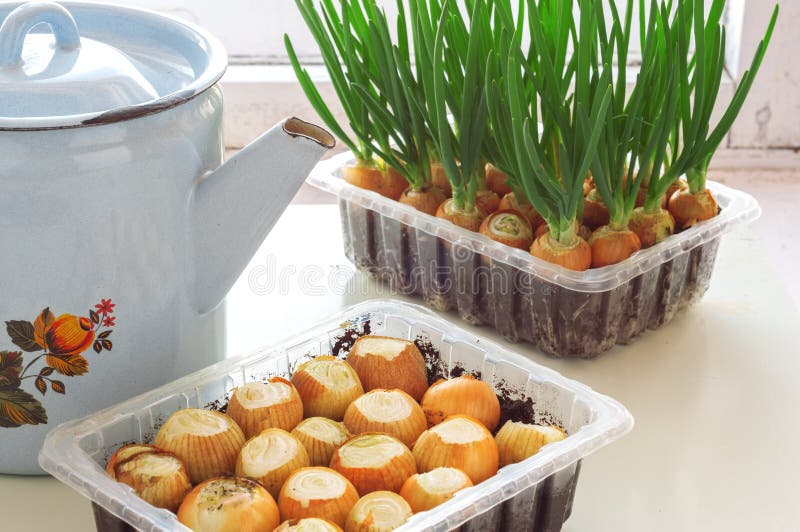 Groene ui stock afbeelding. Image of bruin, groen, voedsel - 40166347