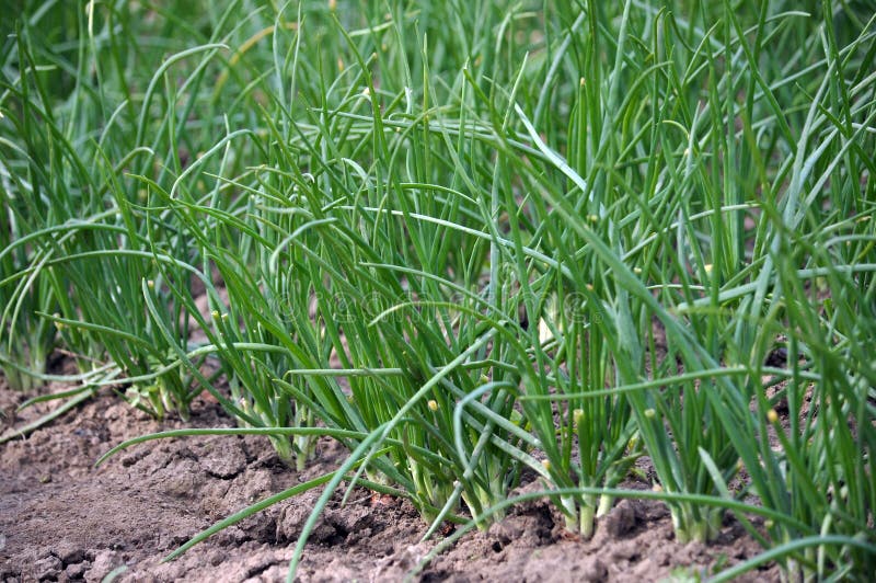 Groene ui in de open grond stock foto. Image of groen - 113624534