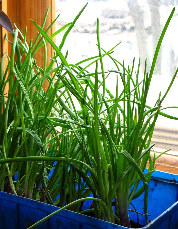 Groene uien. stock foto. Image of grond, gezond, tuin - 1998930