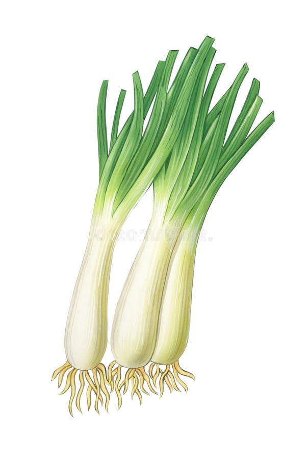 Groene Uien stock illustratie. Illustratie bestaande uit gezond - 24505959