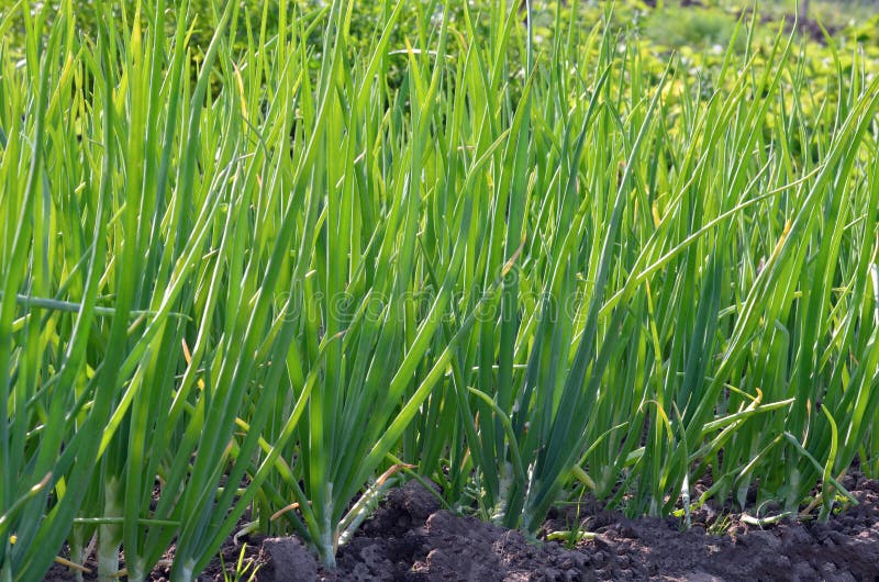 Groene Uien Die in De Tuin Groeien Stock Foto - Image of uien ...
