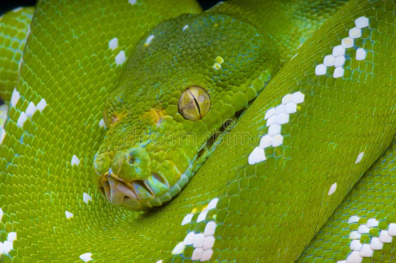 Groene Boompython / Morelia Viridis Stock Afbeelding - Image of slangen ...