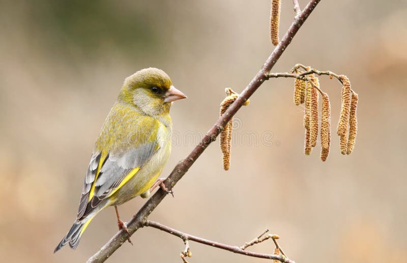 Groene vink stock foto. Image of vink, gevederte, katje - 30768356