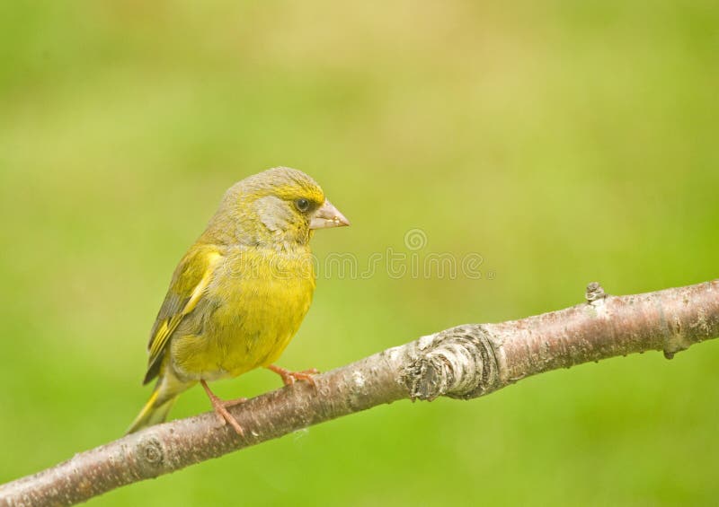Vogel - Groene Vink (chloris Carduelis) Stock Afbeelding - Image of ...
