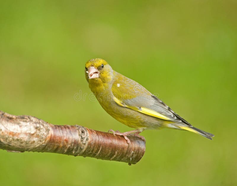 Groene Vink Op Een Toppositie. Stock Foto - Image of achtergrond, zaden ...