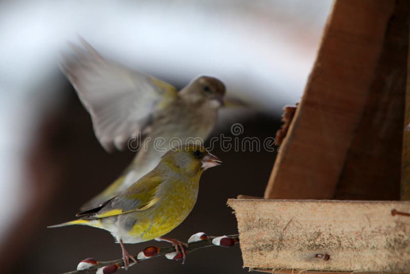 Groene Vink Twee in Nestkastje Stock Afbeelding - Image of zwart, fauna ...