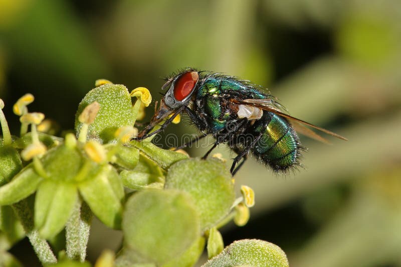 De Macro Detal Close-up Van Het Vlieginsect Stock Foto - Image of macro ...