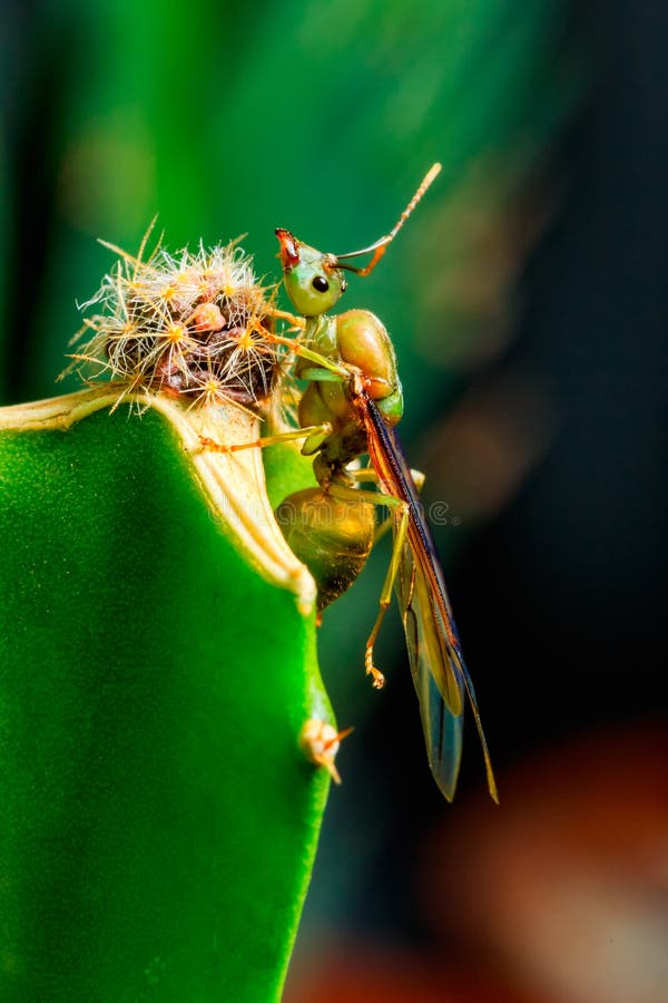Groene Vliegende Mier Op Groene Cactus Stock Foto - Image of lelijk ...