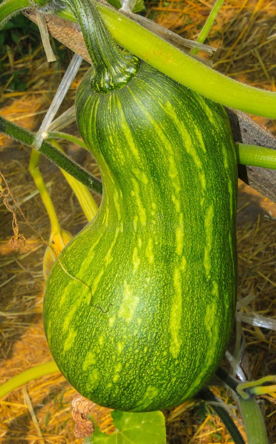 Groene Vreemde Pompoen stock afbeelding. Image of landbouwbedrijf ...