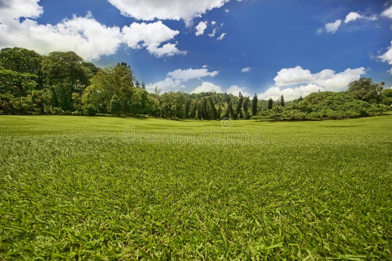 Groene weide stock afbeelding. Image of achtergrond, bewolkt - 17061701