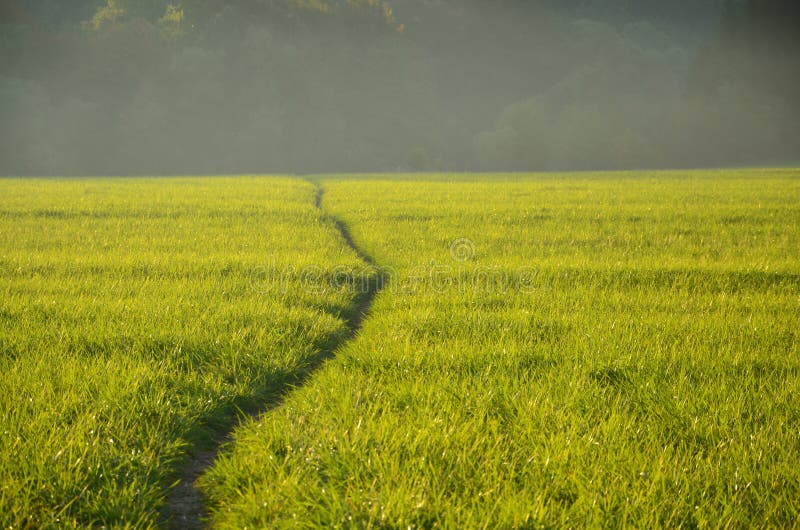 Groene Weide in De Zonneschijn Stock Afbeelding - Image of gras, gloed ...