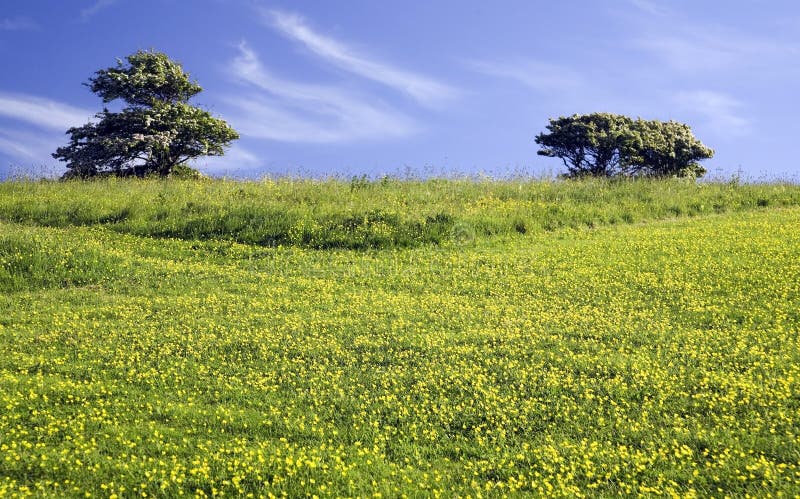 Groene weide met 2 bomen stock afbeelding. Image of bloemen - 2831047