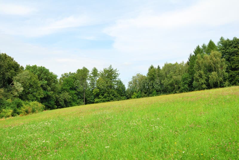 Groene Weide Met Wilde Bloemen En Bosbomen Stock Foto - Image of gebied ...
