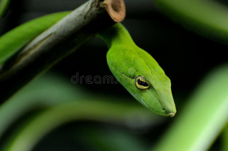 Rode Compressus Van Siphlophis Van De Wijnstokslang Stock Foto - Image ...