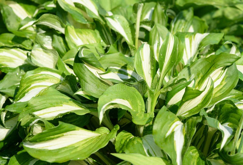 Groene Witte Bladeren Van Hosta Met Regendalingen Stock Foto - Image of ...