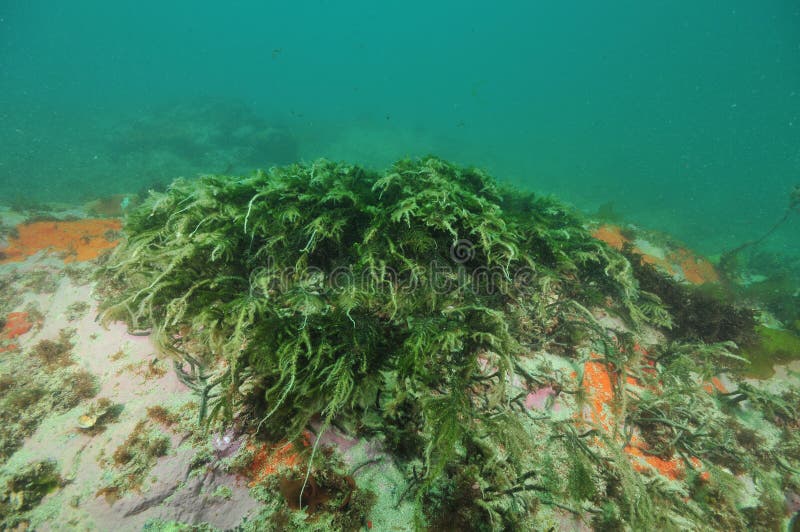 De Groene Te Sterke Groei Van Het Zeewierengetijde Op Brittany Coast ...