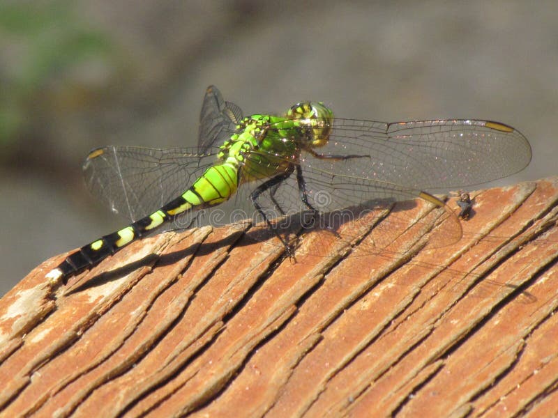 Groene, Zwarte, En Gele Libel Stock Afbeelding - Image of vleugels ...