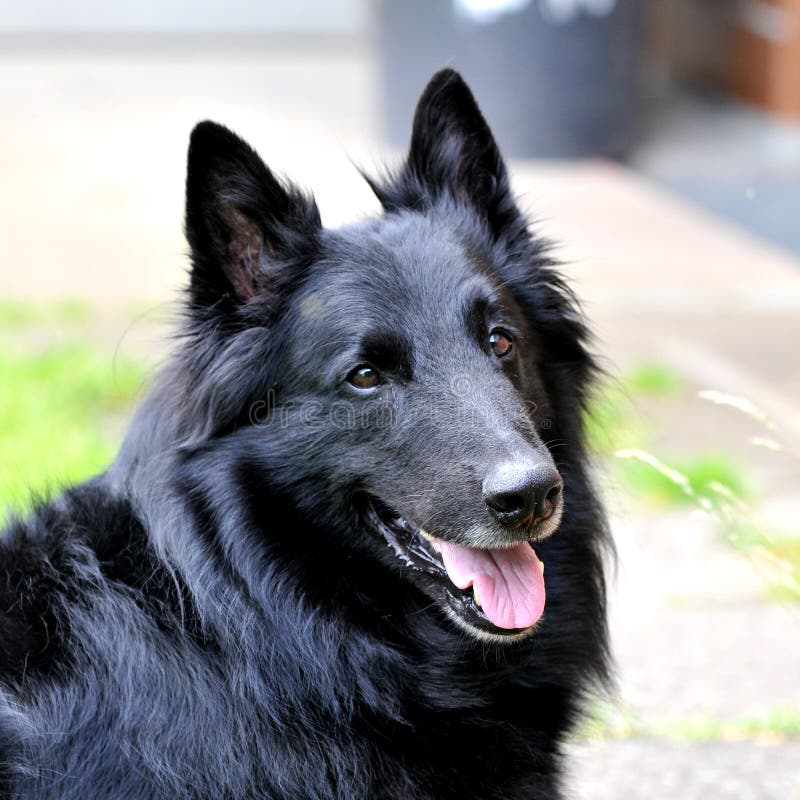 Groenendael stock image. Image of groenendael, pedigree - 5959293