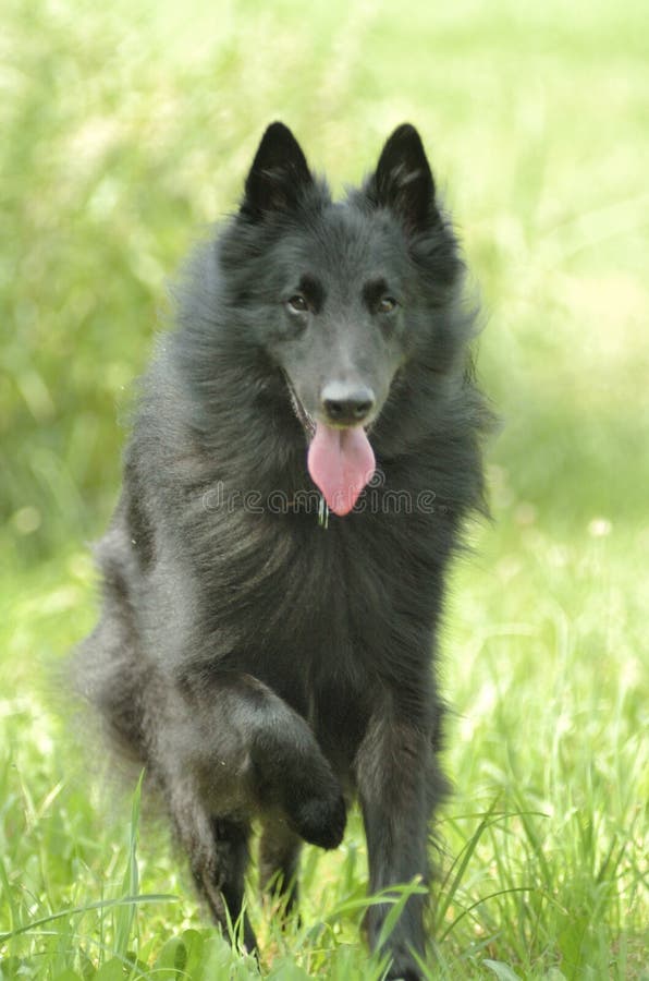 Groenendael stock image. Image of sheepdog, portrait, groenendael - 2844745