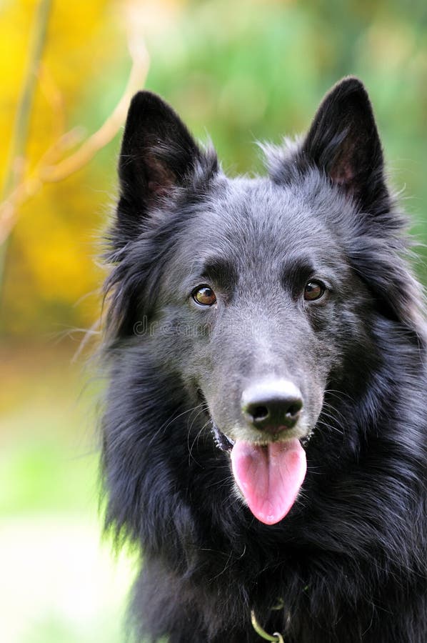 Groenendael photo stock. Image du domestique, noir, mammifère - 9103574