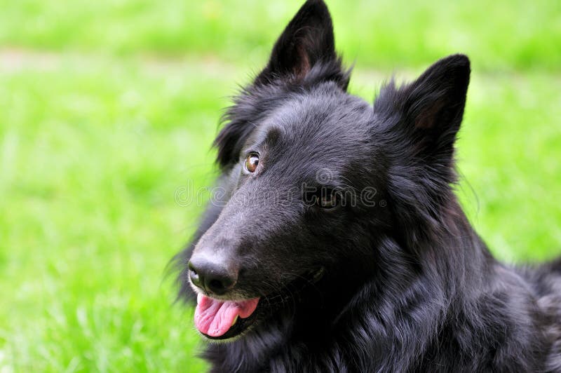 Groenendael stock photo. Image of purebred, loyalty, watchdog - 9104704