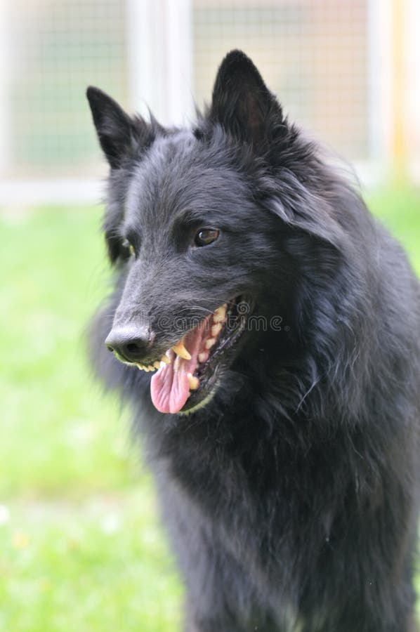 Groenendael stock image. Image of watchdog, outdoors, brown - 9360929
