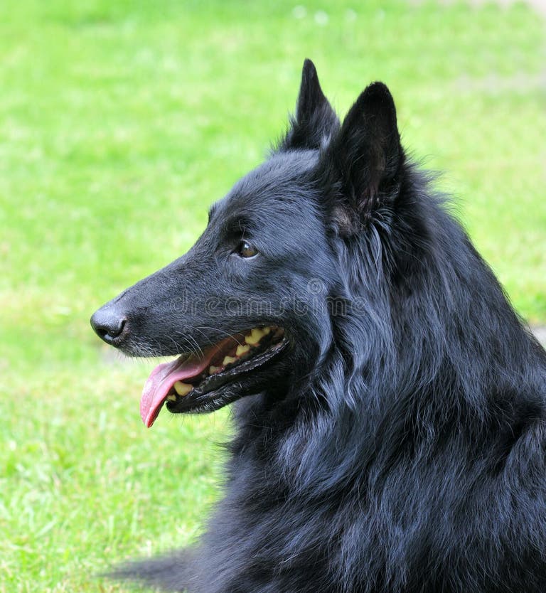 586 Groenendael Stock Photos - Free & Royalty-Free Stock Photos from ...