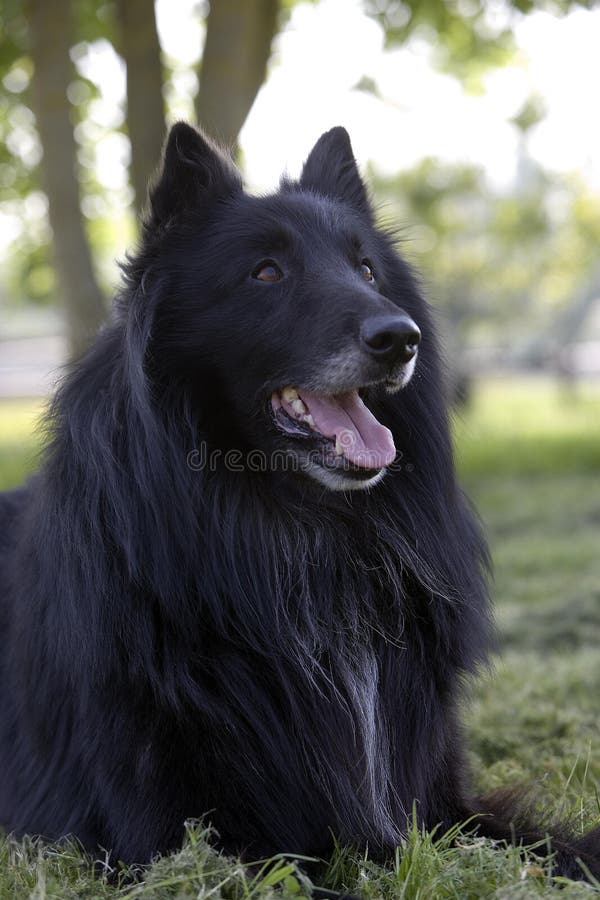 Groenendael Belgian Shepherd Dog Stock Photo - Image of outdoors ...