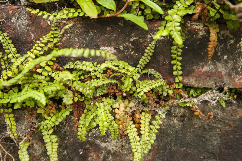 Groensteel, Green Spleenwort, Asplenium Viride Stock Photo - Image of ...