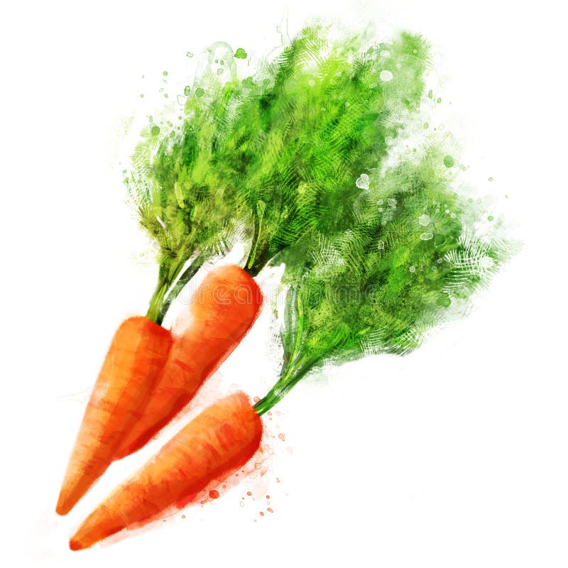 Wortel Op Witte Achtergrond Vector Illustratie - Illustration of ...