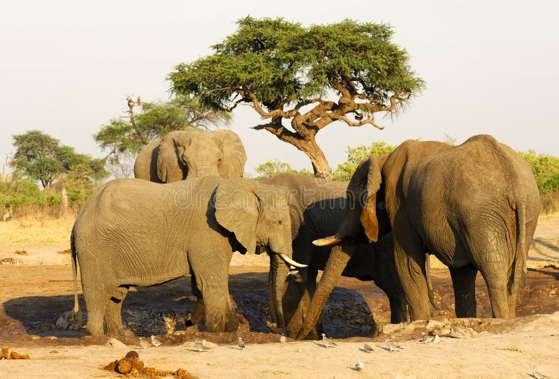 Groep Afrikaanse Olifanten stock afbeelding. Image of zoogdieren - 19254455