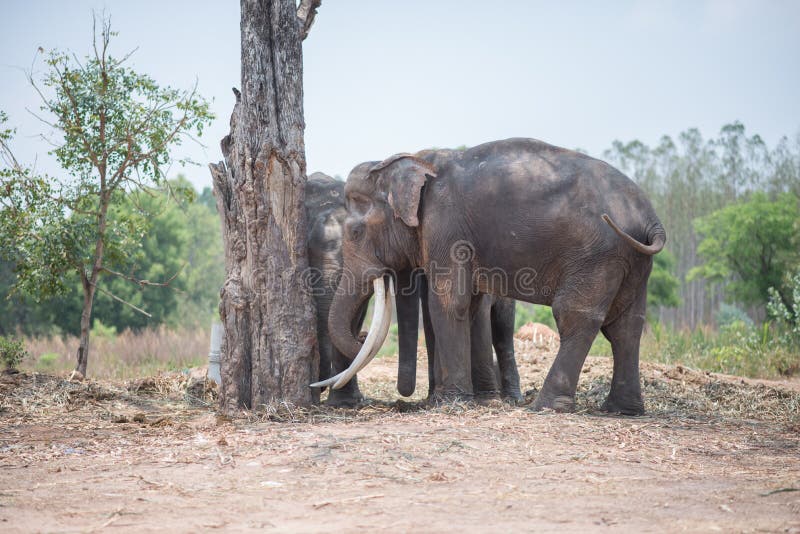 Dieren: Olifant Achter Boom Stock Foto - Afbeelding bestaande uit nave ...