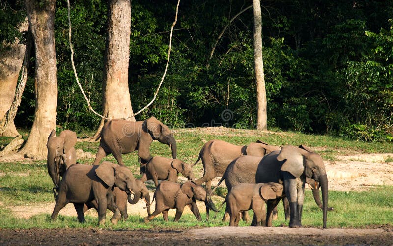 Groep Bosolifanten in De Bosrand Stock Afbeelding - Image of olifant, reserveren: 77661463