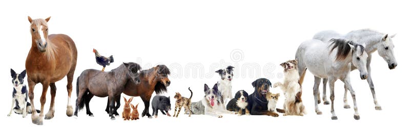 Groep dieren stock afbeelding. Image of haan, collie - 27810567