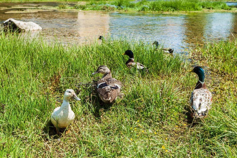 Groep Eenden stock foto. Image of vogels, eendje, blauw - 42936432