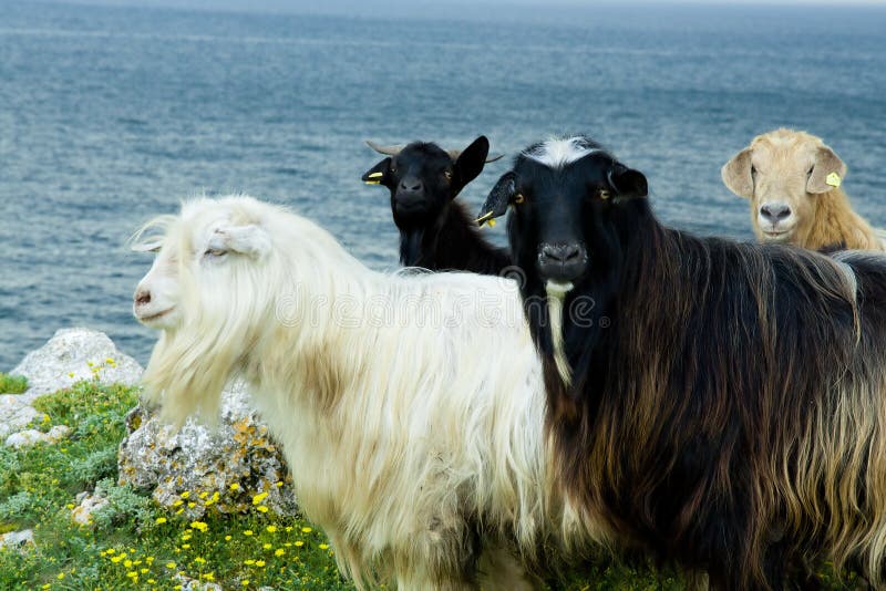 Groep Geiten stock afbeelding. Image of platteland, gezicht - 39894503