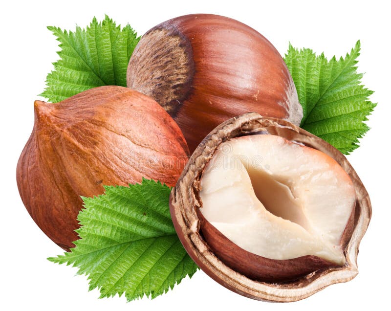 Groep Hazelnoten Met Bladeren. Stock Afbeelding - Image of groen ...