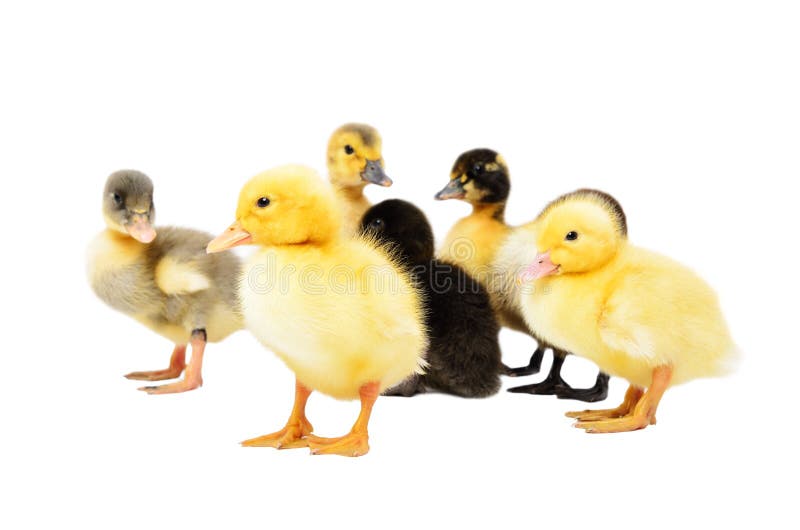 Twee Leuke Eendjes Die Merkwaardig De Camera Bekijken Stock Foto ...