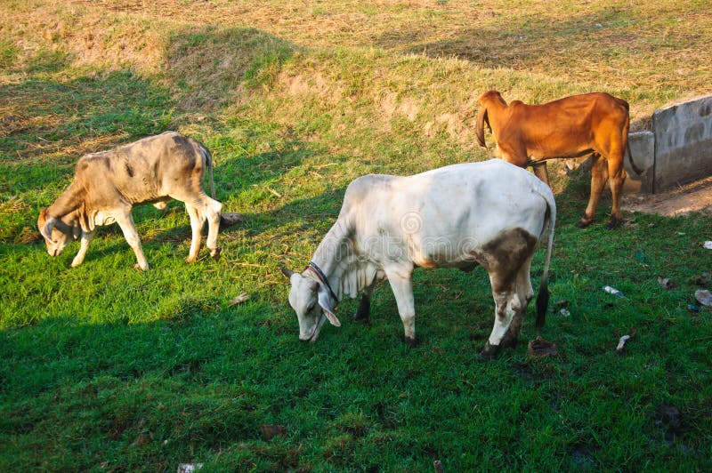 Groep Koeien Het Met Gras Bedekken Stock Foto - Image of azië ...