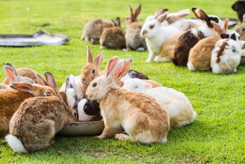Groep konijnen stock foto. Image of tuin, voeding, bont - 33590630