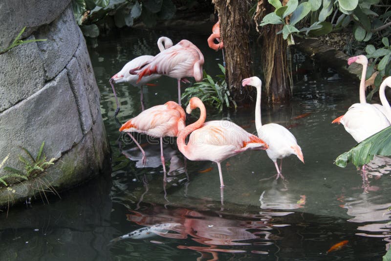 Groep Roze flamingo's stock afbeelding. Image of rood - 126928721
