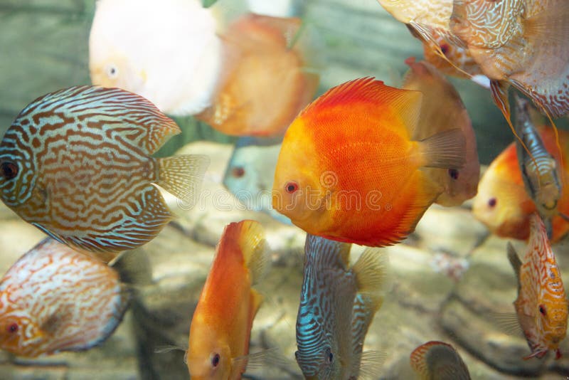 Groep tropische vissen stock foto. Image of dier, zout - 9364614