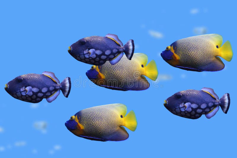 School vissen stock afbeelding. Image of tropisch, overzees - 25667923