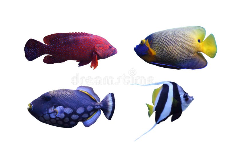 Groep vissen (Moors idool) stock foto. Image of multi - 27037818