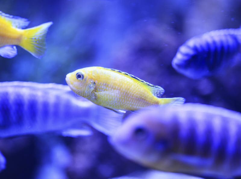 Groep vissen (Moors idool) stock foto. Image of multi - 27037818