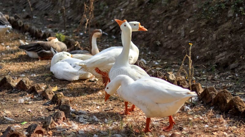 Groep Die Gans In Het Gras Liggen De Binnenlandse Ganzenfamilie Weidt ...