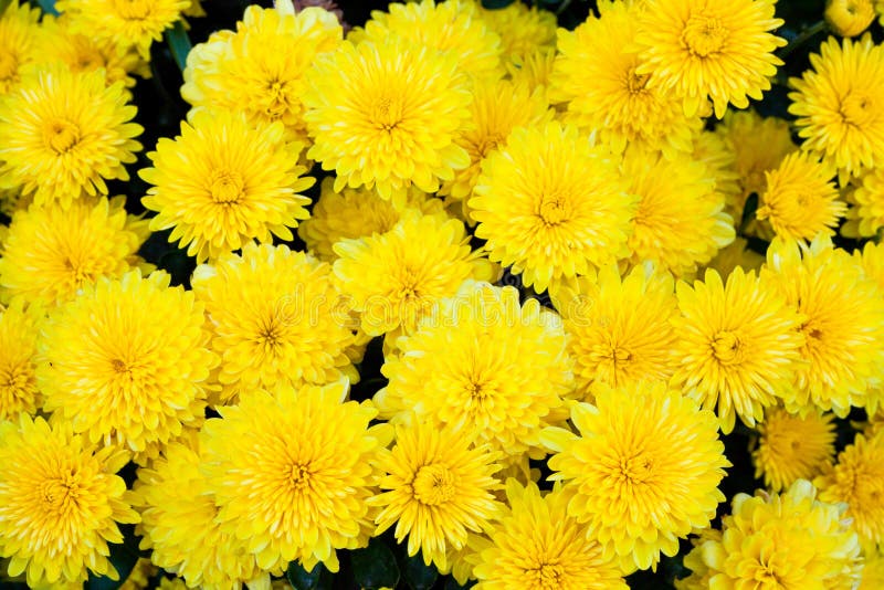 Groepering van Gele Anjers stock afbeelding. Image of bloemen - 28003921